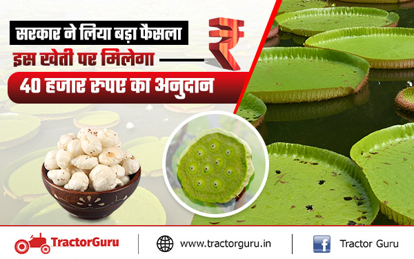 Fox Nut Farming : मखाना की खेती पर किसान पाए 40 हजार रुपए की सब्सिडी